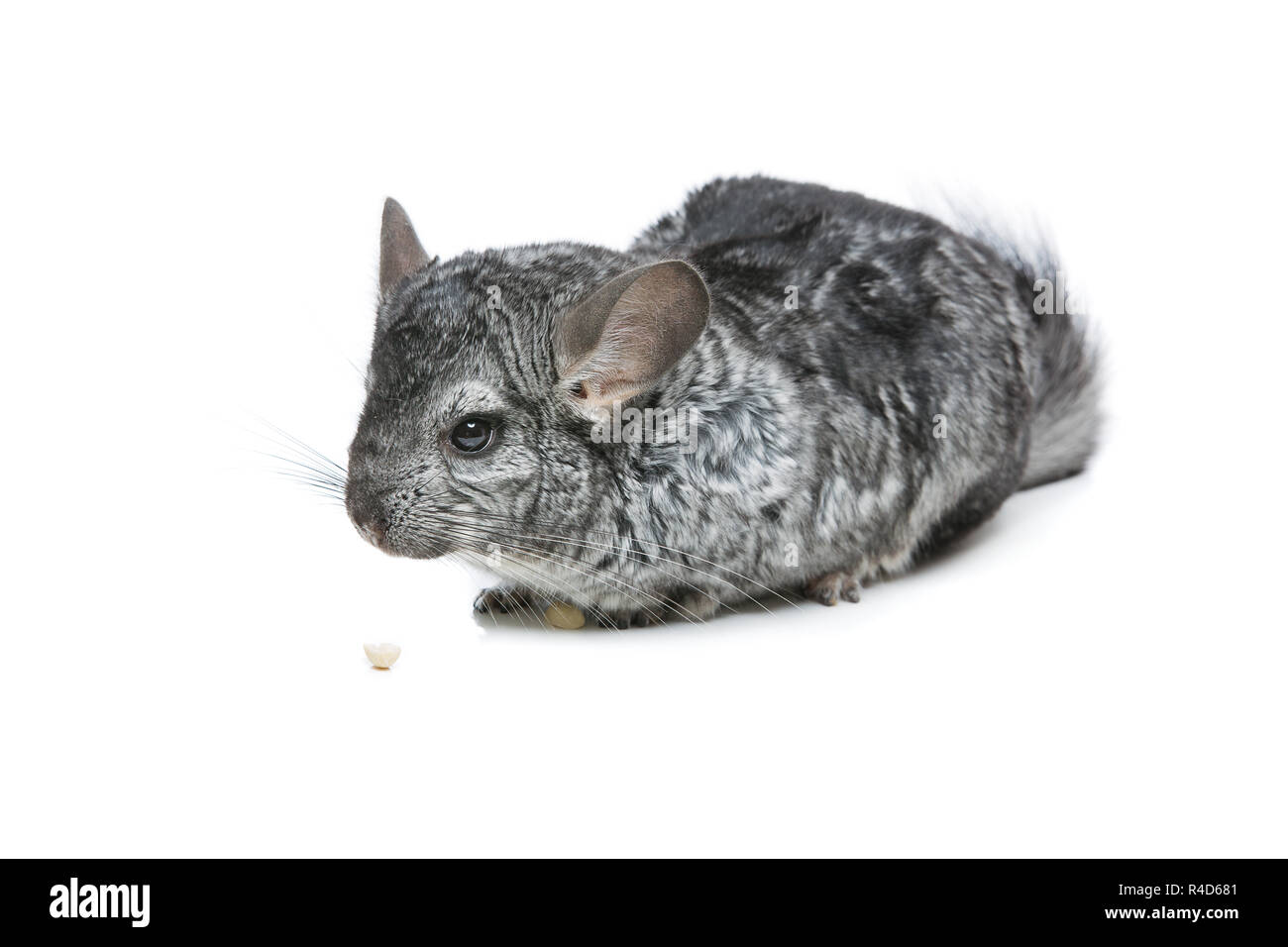 Cute chinchilla isolated over white background Stock Photo - Alamy