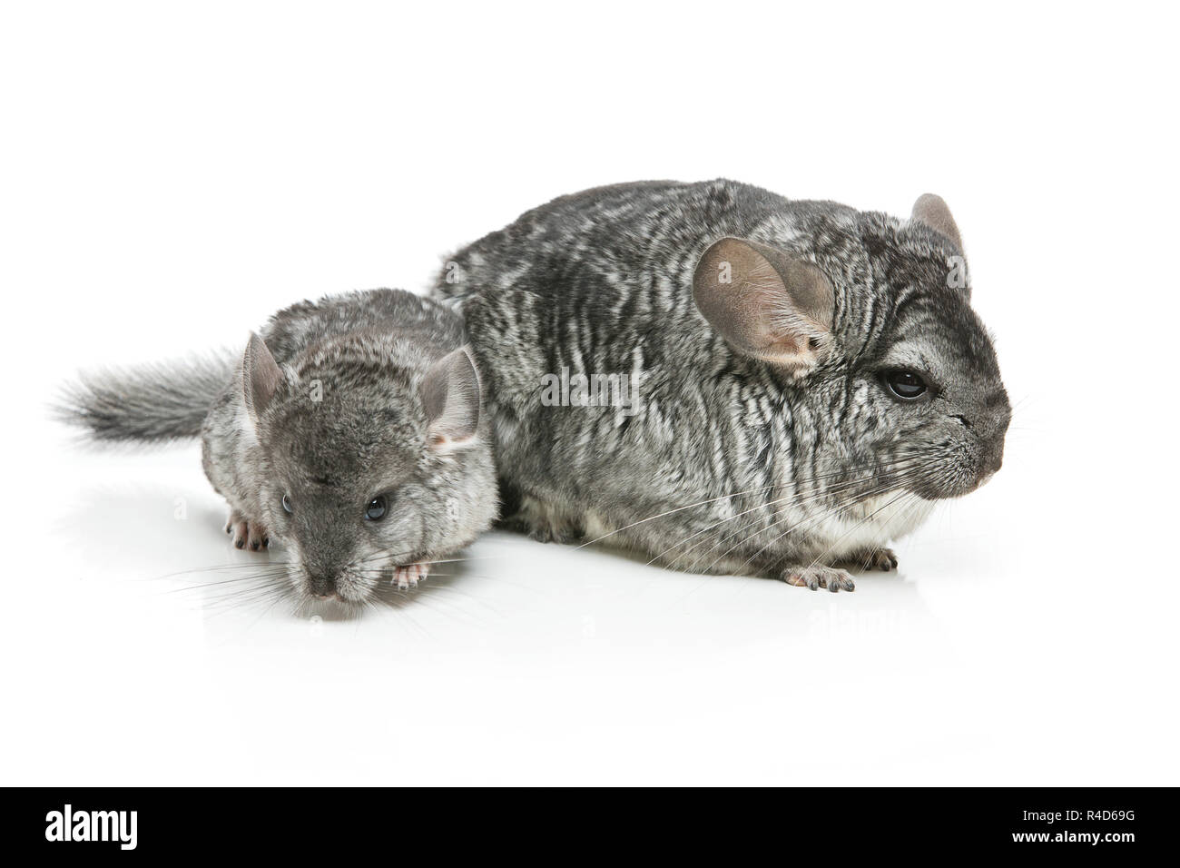 Two chinchillas isolated over white background Stock Photo - Alamy