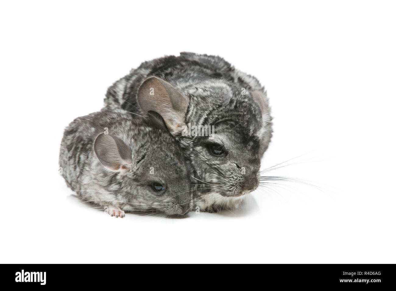 Two chinchillas isolated over white background Stock Photo - Alamy