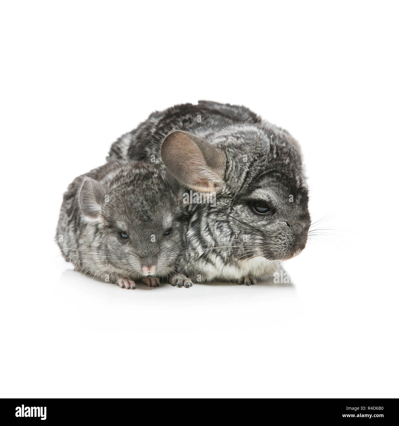 Two chinchillas isolated over white background Stock Photo - Alamy