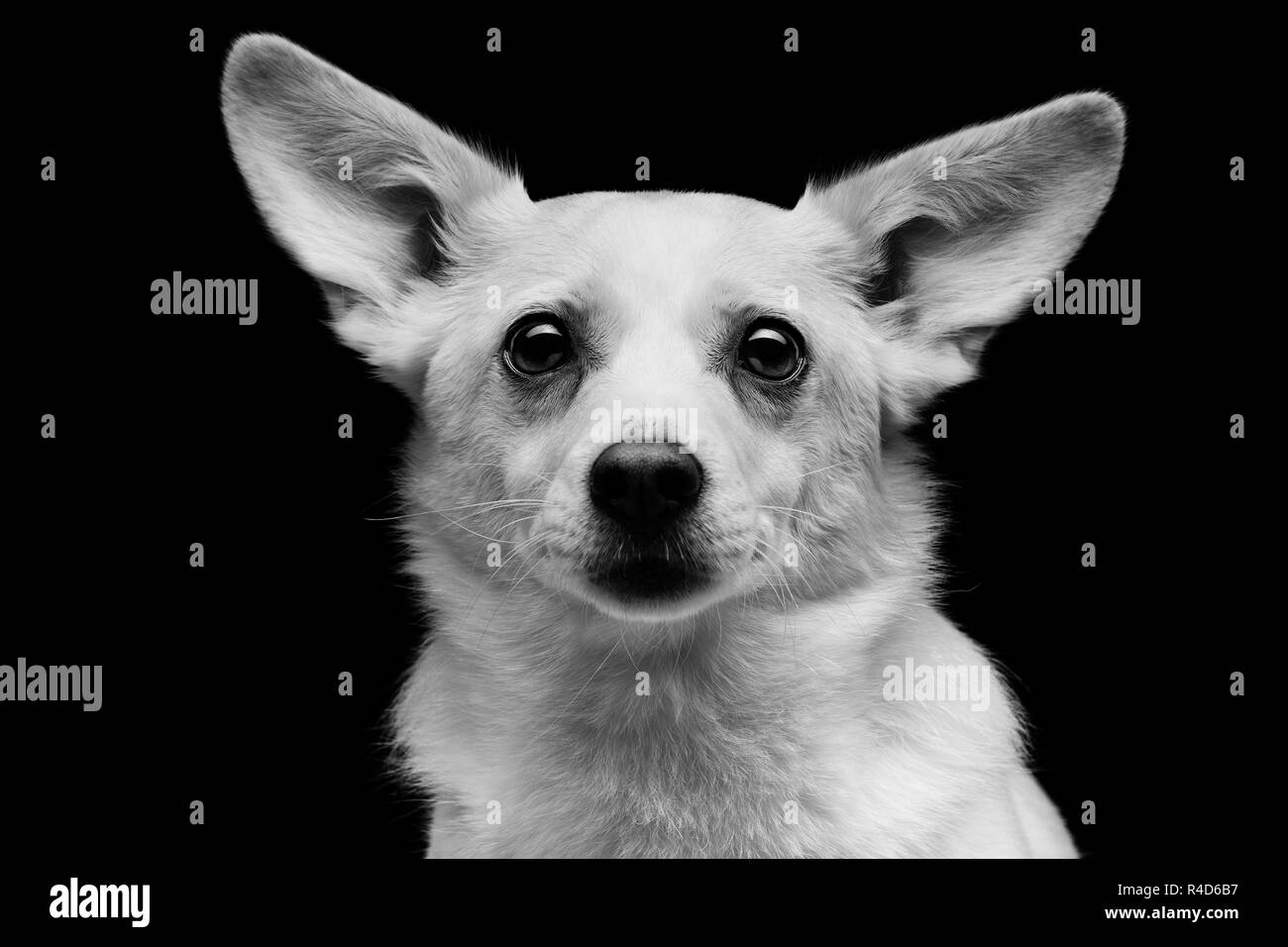 Mixedbreed hi-res stock photography and images - Alamy