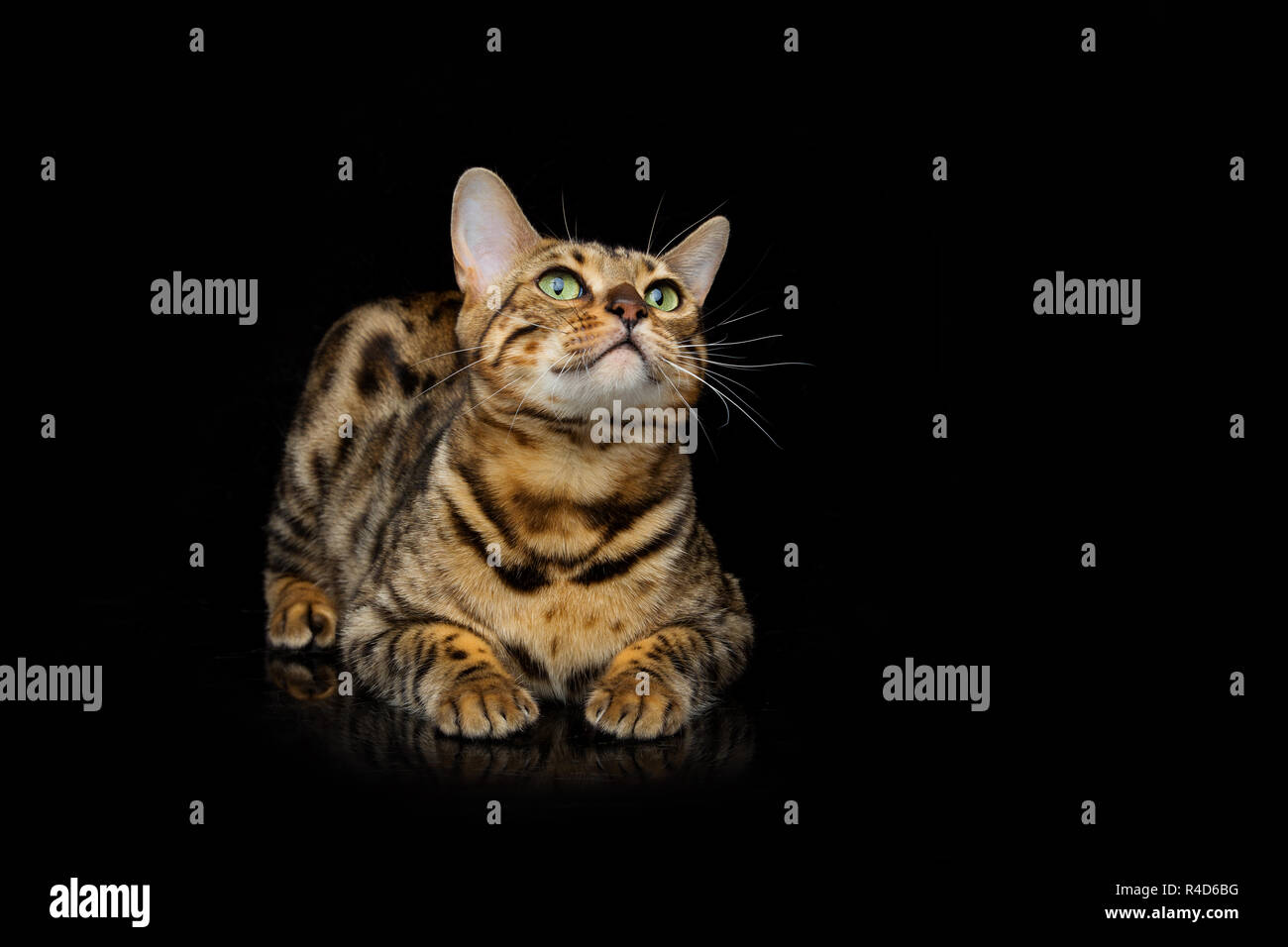 Bengal cat portrait meow hi-res stock photography and images - Alamy
