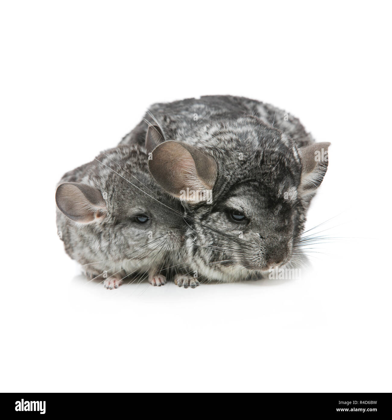Two chinchillas isolated over white background Stock Photo - Alamy