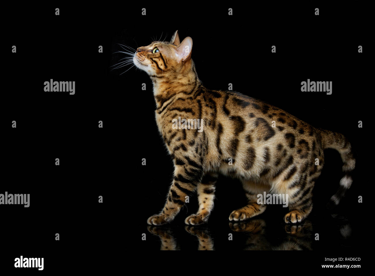 Bengal cat portrait meow hi-res stock photography and images - Alamy