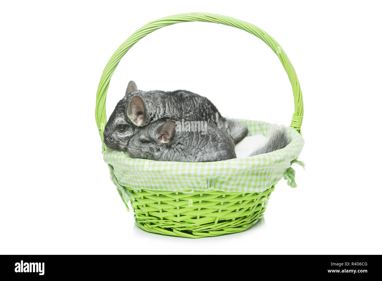 Two chinchillas isolated over white background Stock Photo - Alamy