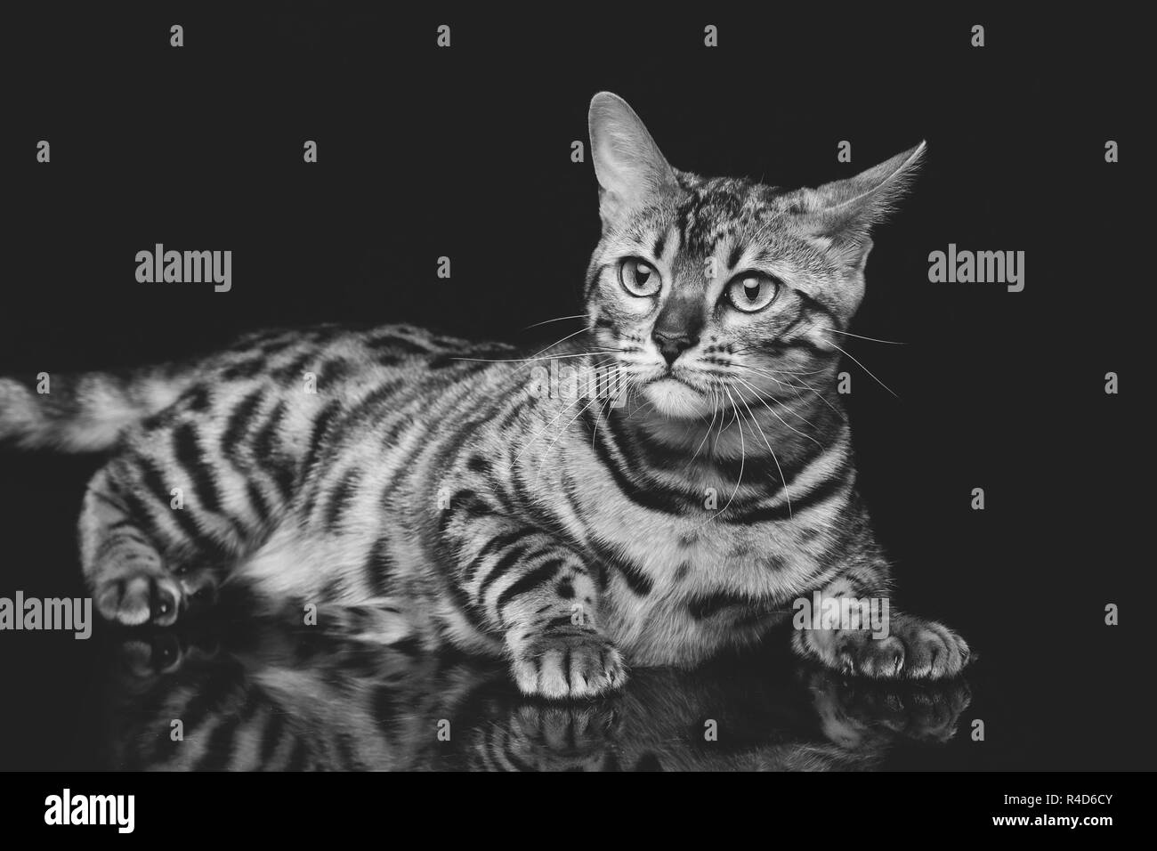 Beautiful bengal cat Stock Photo - Alamy