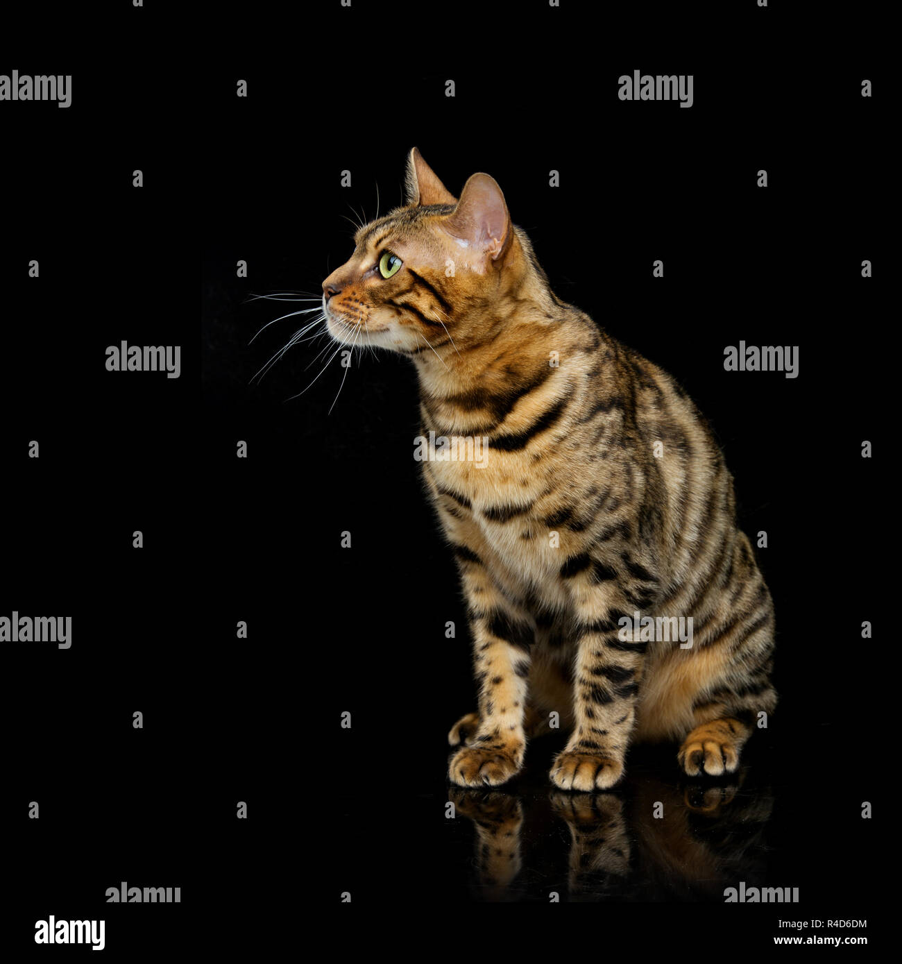 Bengal cat portrait meow hi-res stock photography and images - Alamy