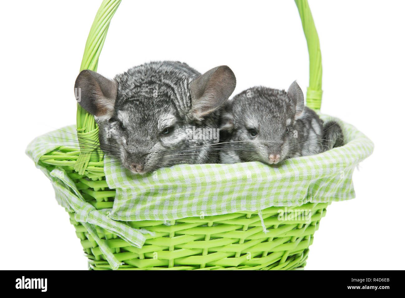Two chinchillas isolated over white background Stock Photo - Alamy