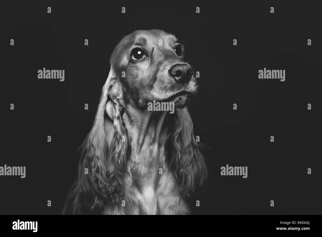 Cocker spaniel enthusiastic hi-res stock photography and images - Alamy