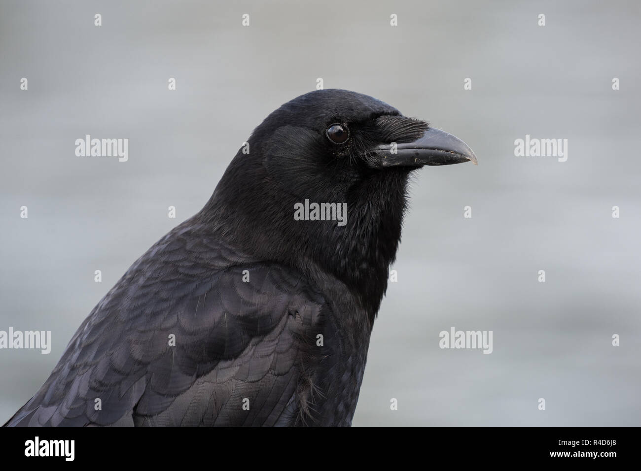 Northwestern crow hi-res stock photography and images - Alamy