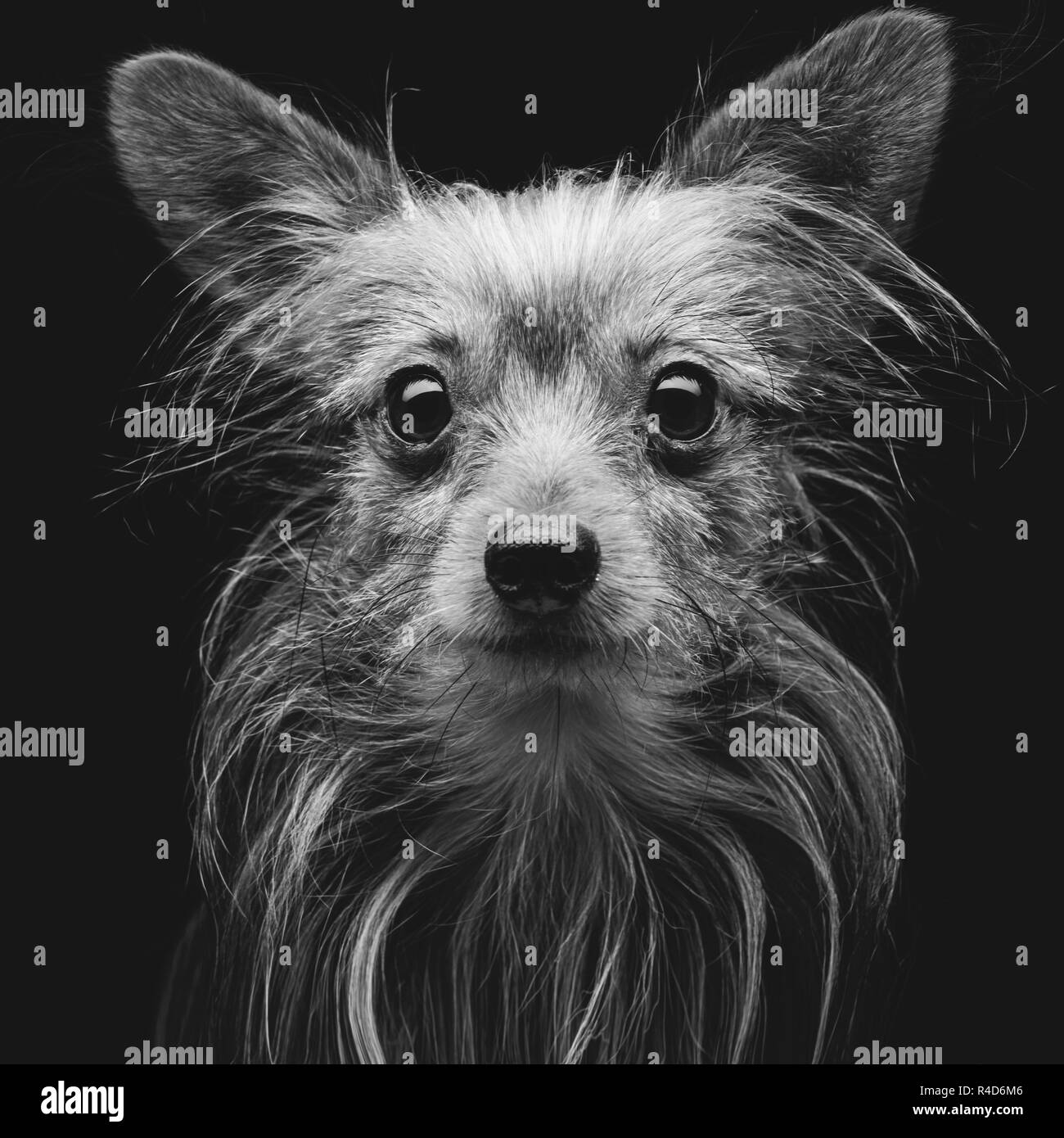 Metis Black and White Stock Photos & Images - Alamy