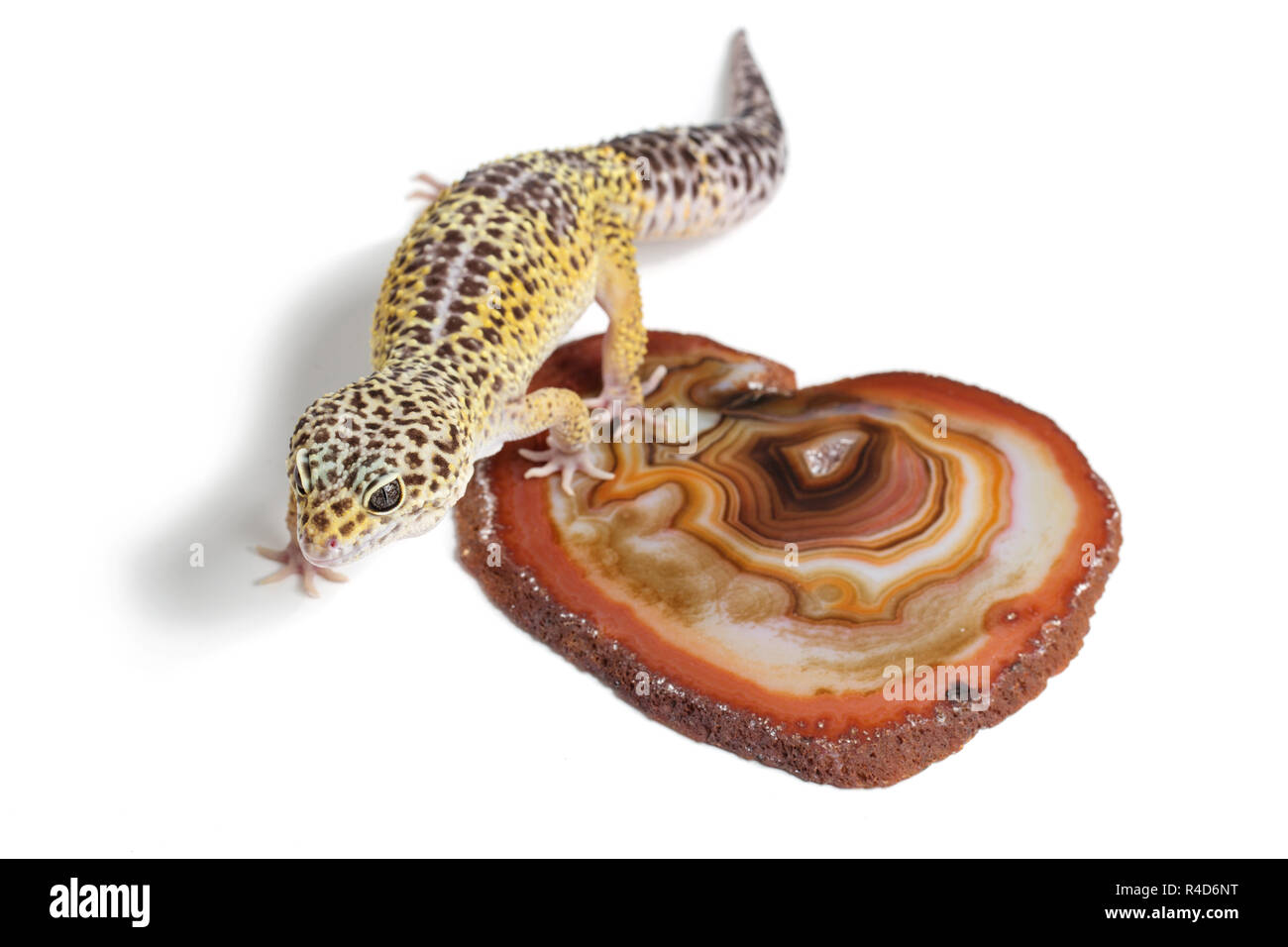 Small gicon lizard Stock Photo - Alamy