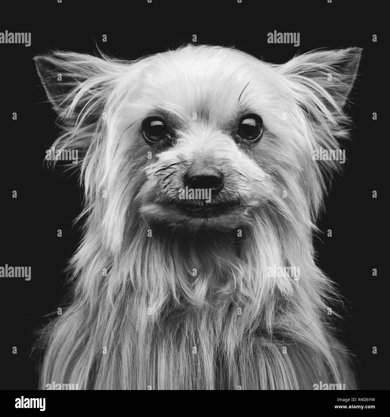 White Yorkshire Terrier Mix