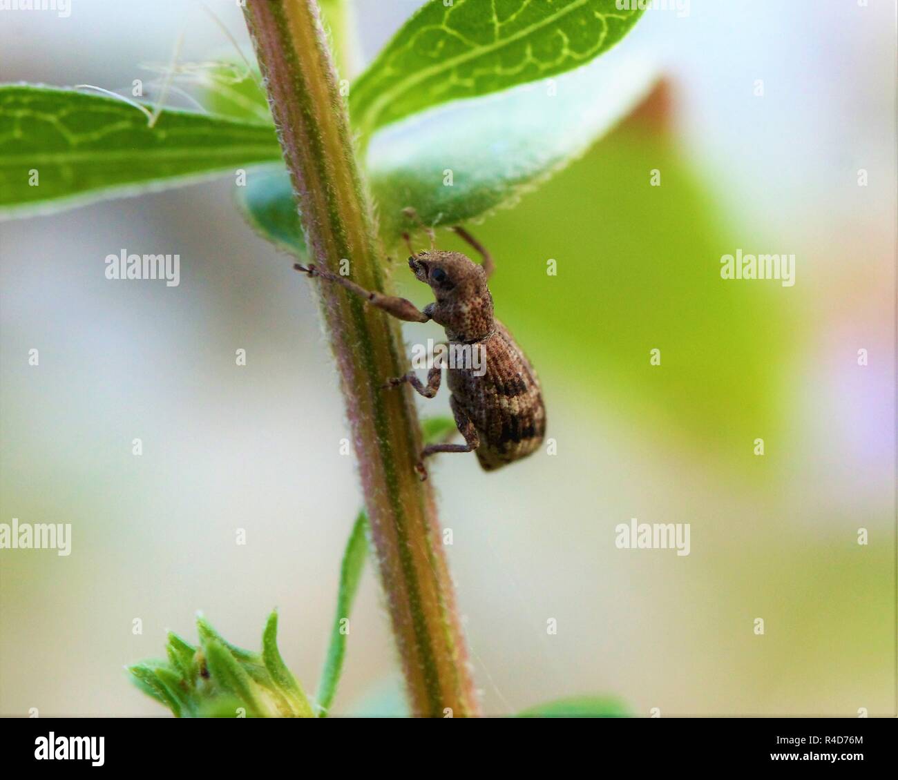 Riverside bugs hi-res stock photography and images - Alamy