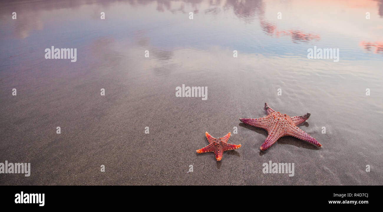 Two starfish on sea beach at sunset, Bali, Seminyak, Double six beach ...