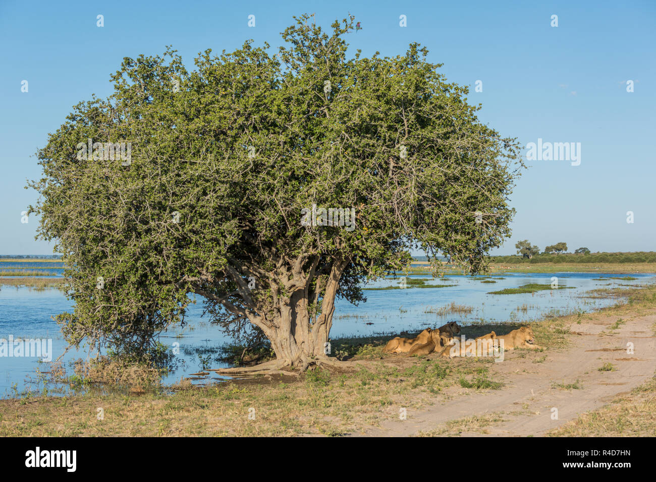 Five lions hi-res stock photography and images - Alamy