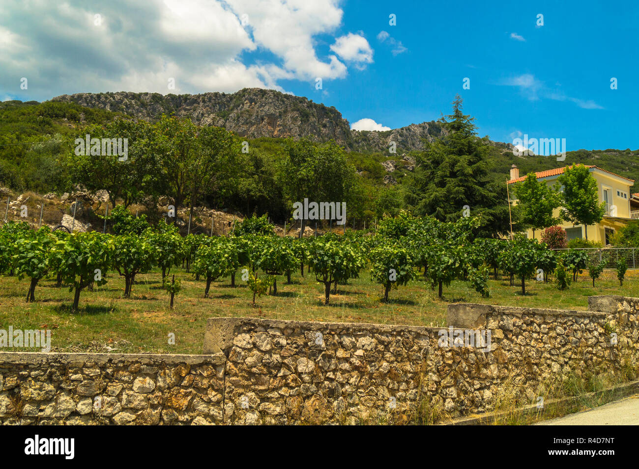 Epirus and vineyard hi-res stock photography and images - Alamy