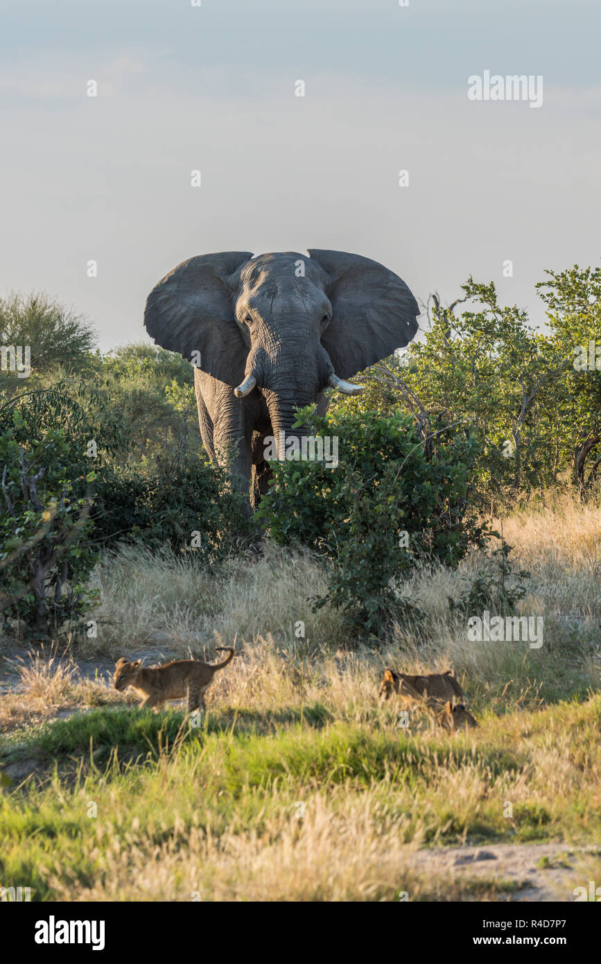 Two lion cubs running away from elephant Stock Photo - Alamy