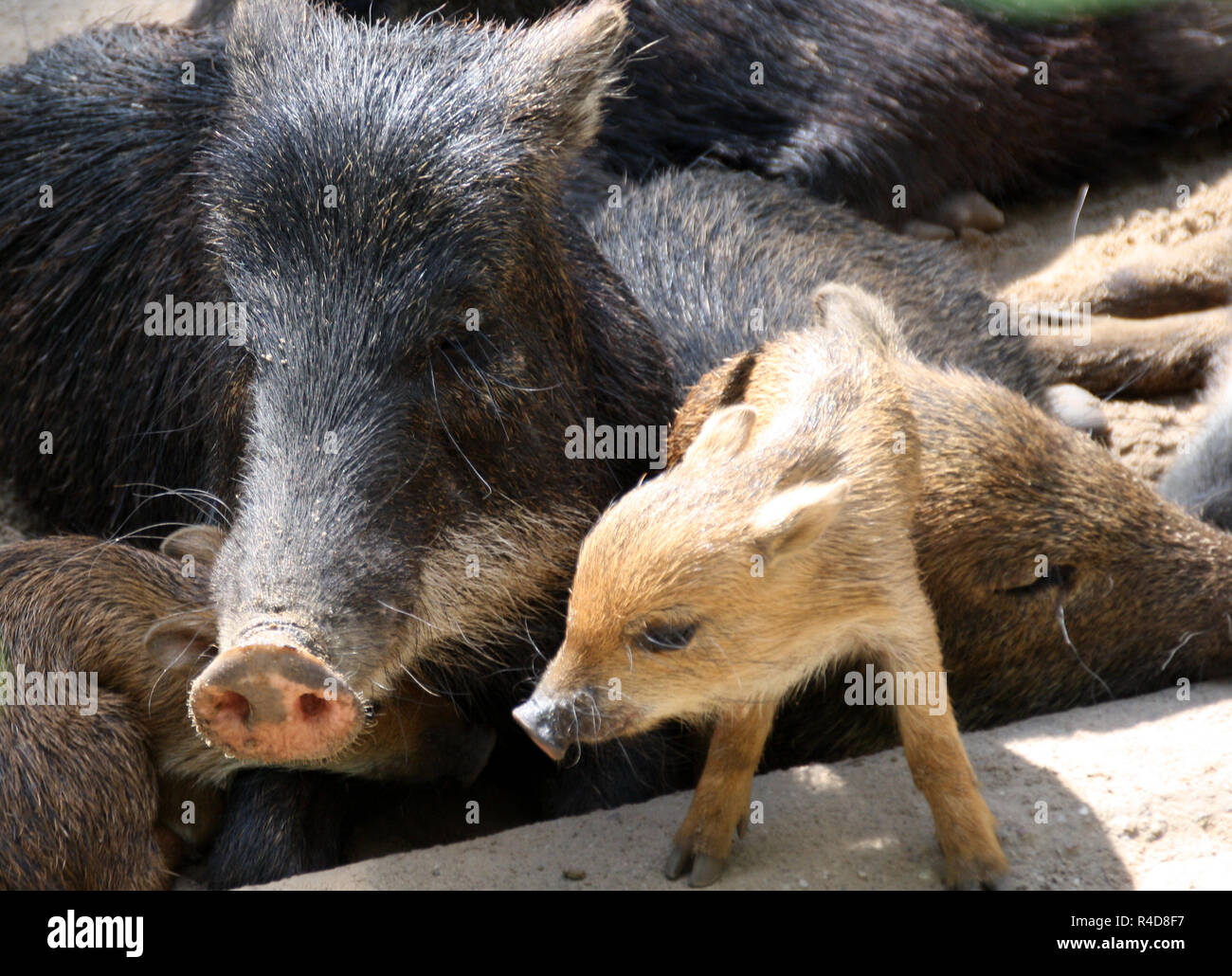 Tierauge hi-res stock photography and images - Alamy