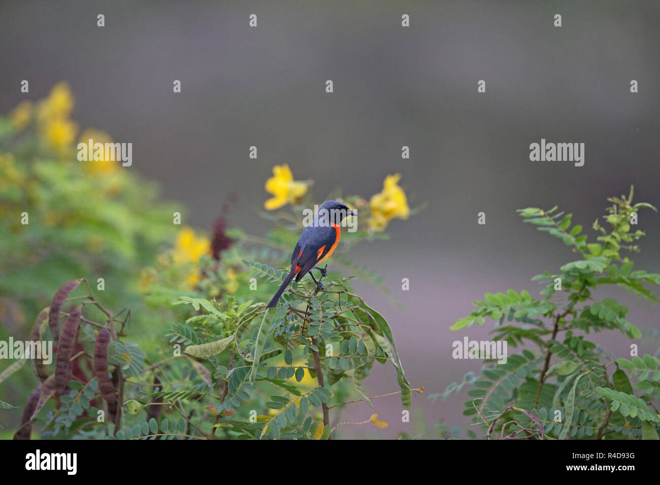 Indian minivet hi-res stock photography and images - Alamy