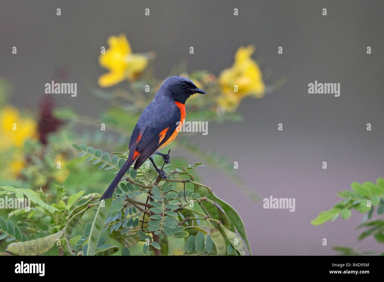 Small Minivet (Pericrocotus cinnamomeus Stock Photo - Alamy