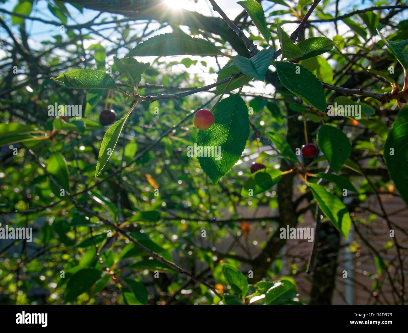 Cherry tree fruit arboretum hi-res stock photography and images - Alamy