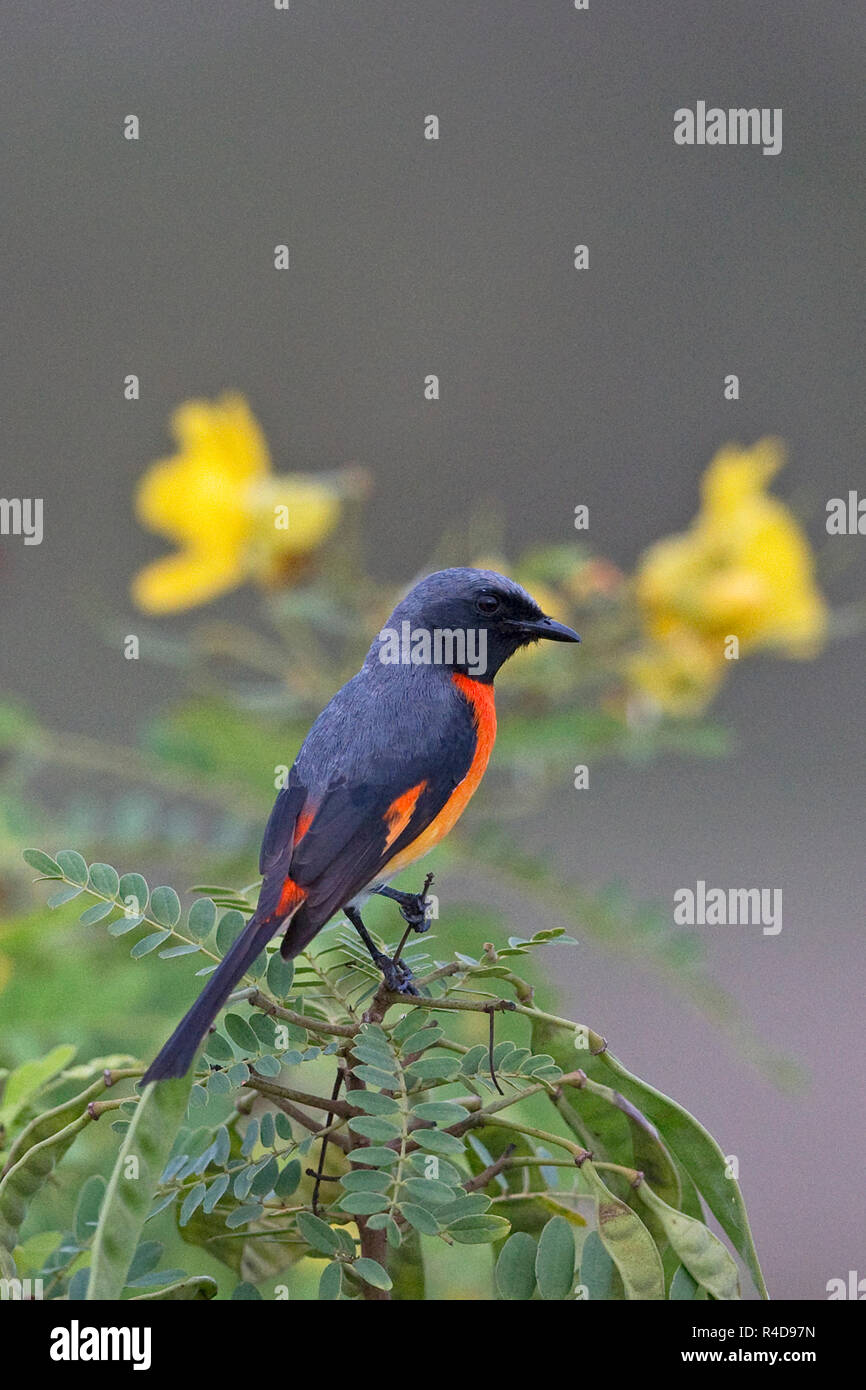 Small Minivet (Pericrocotus cinnamomeus Stock Photo - Alamy