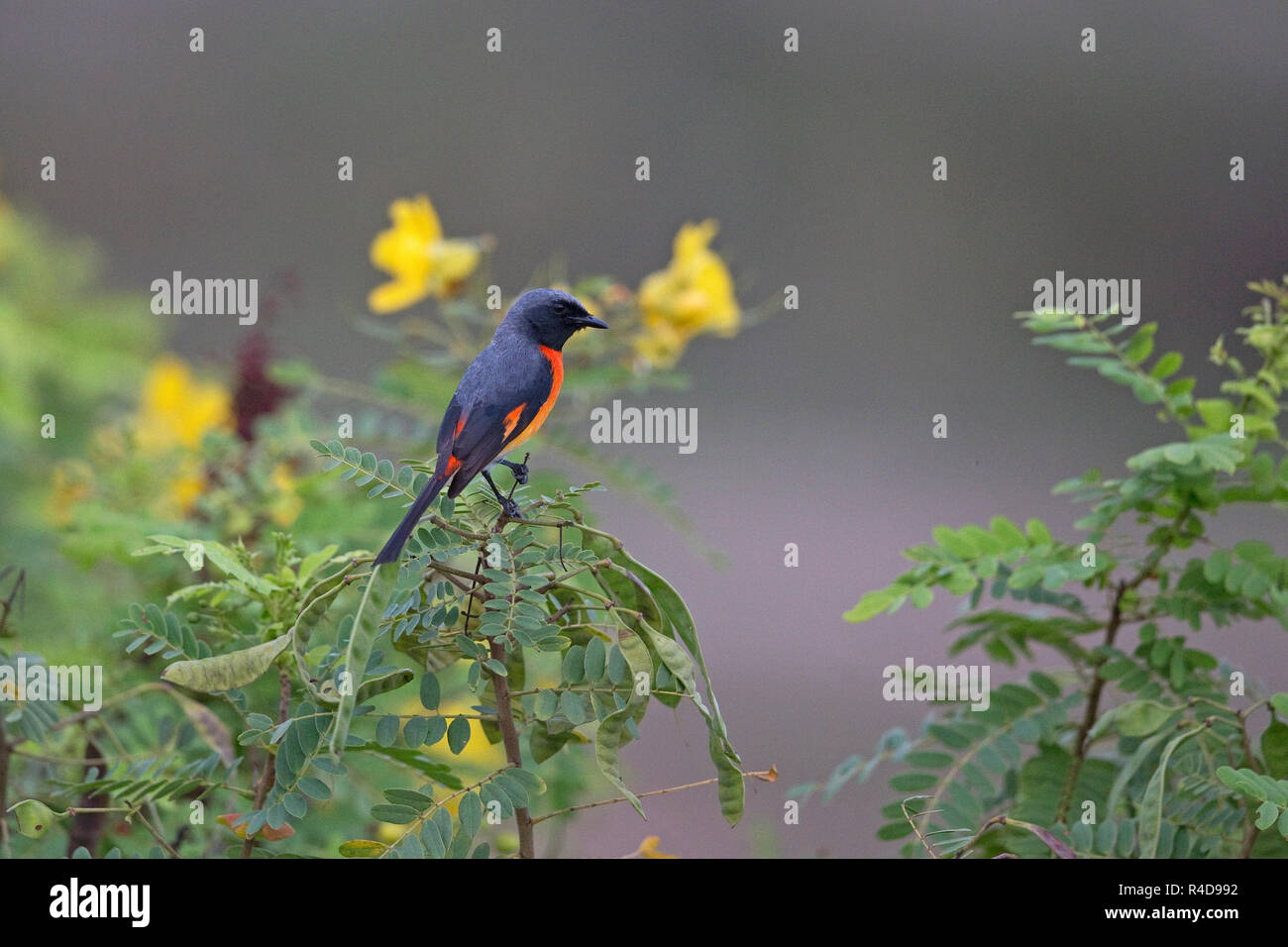Indian minivet hi-res stock photography and images - Alamy