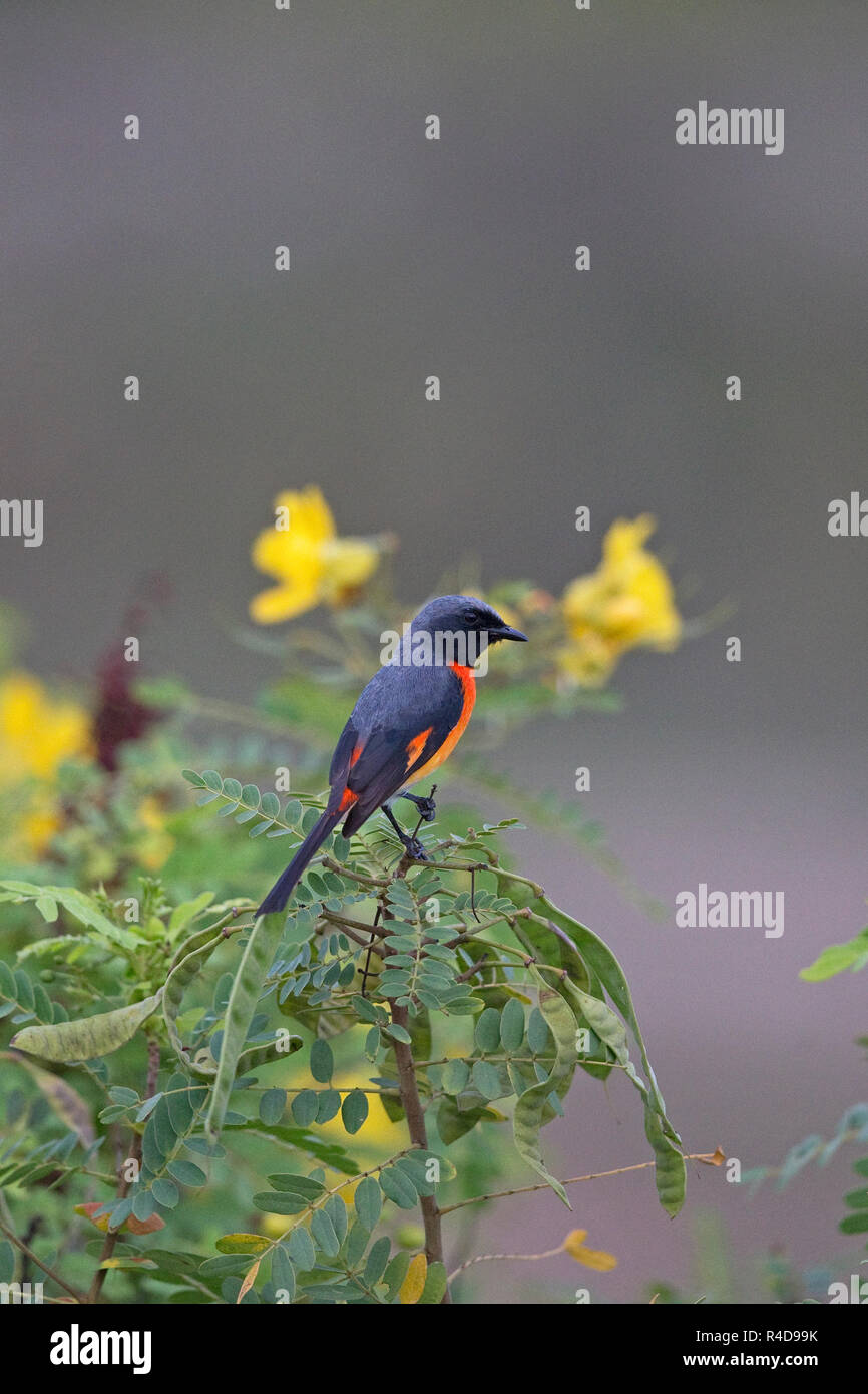 Pericrocotus hi-res stock photography and images - Alamy