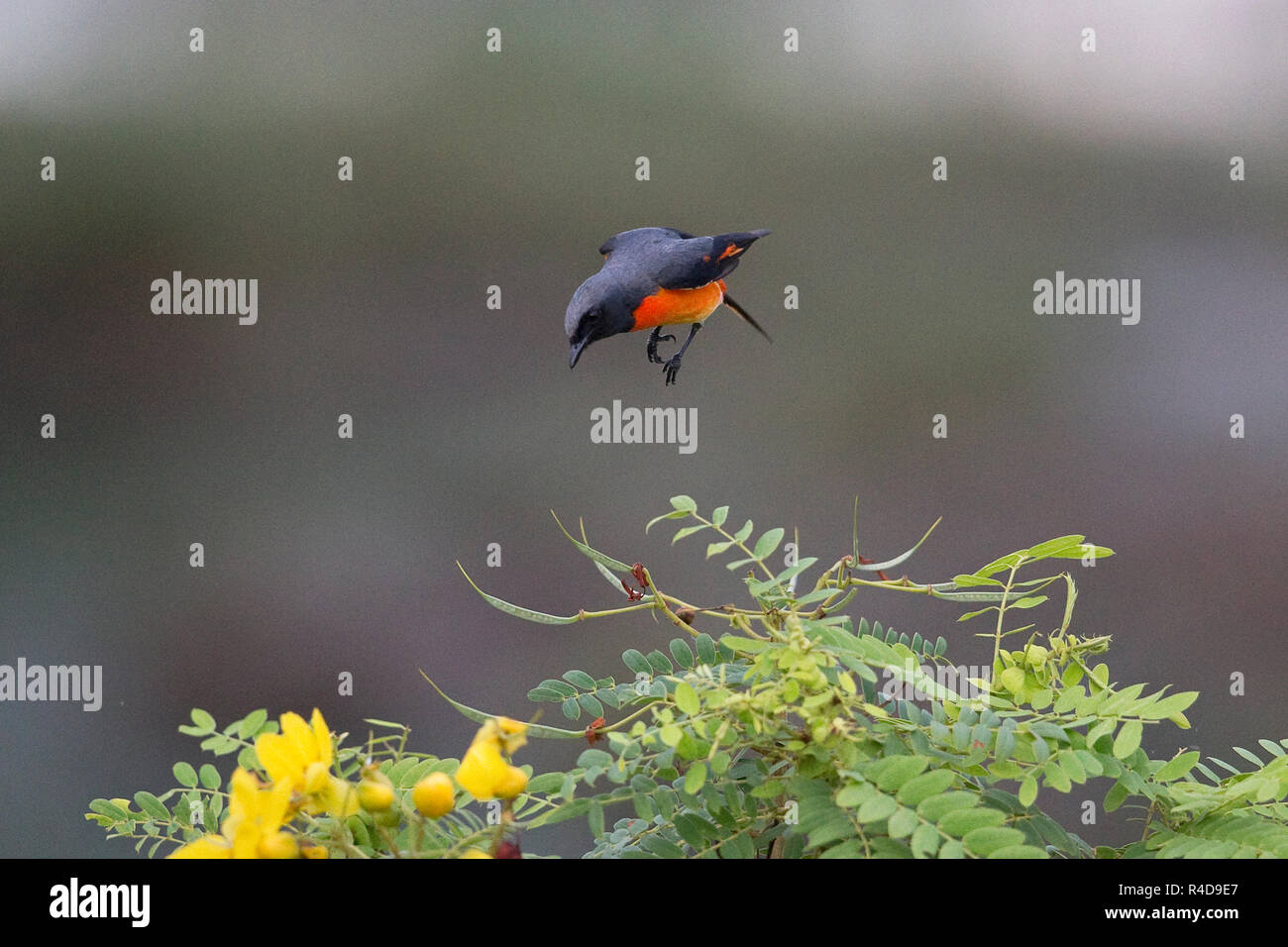 Small Minivet (Pericrocotus cinnamomeus Stock Photo - Alamy