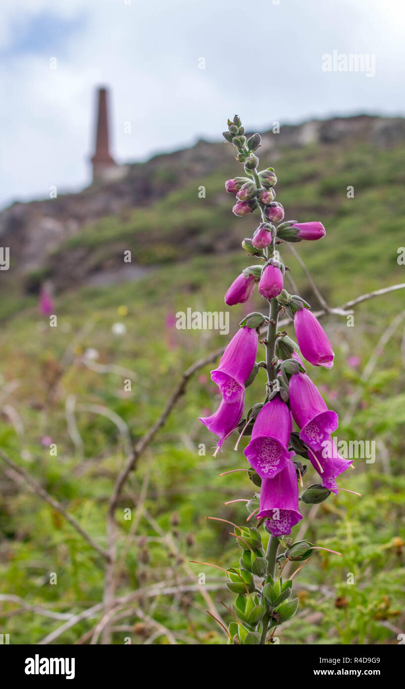 wild flowers in front of the remains of engine house chimneys at Geevor ...