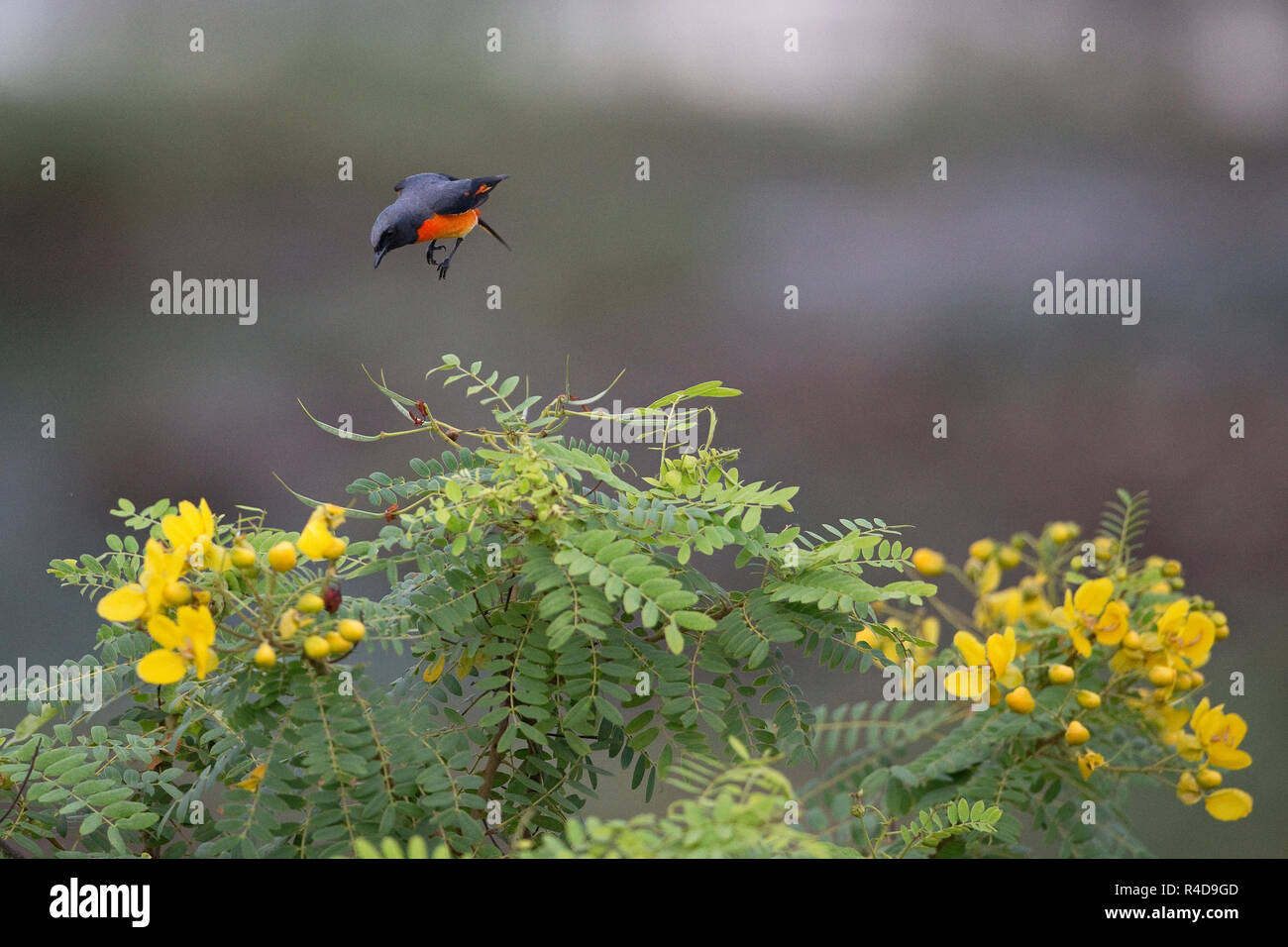Small Minivet (Pericrocotus cinnamomeus Stock Photo - Alamy