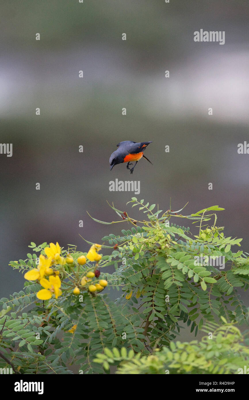 Small Minivet (Pericrocotus cinnamomeus Stock Photo - Alamy