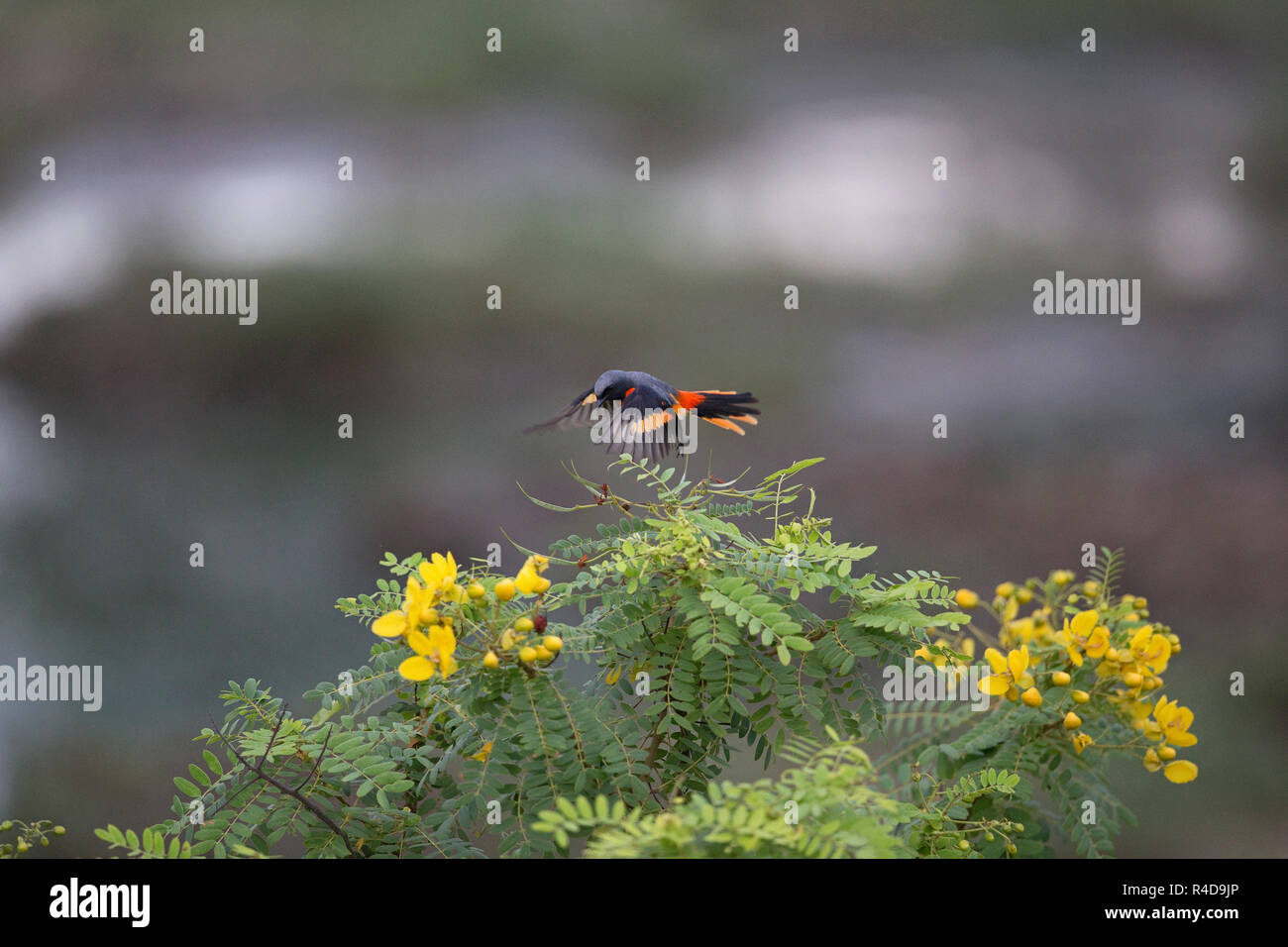 Minivets hi-res stock photography and images - Alamy