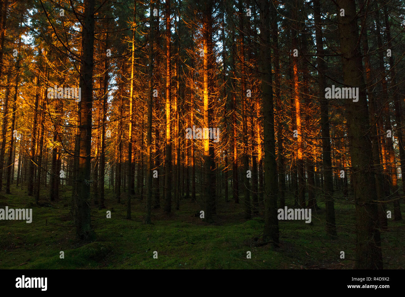 Coniferous forest sunset hi-res stock photography and images - Alamy