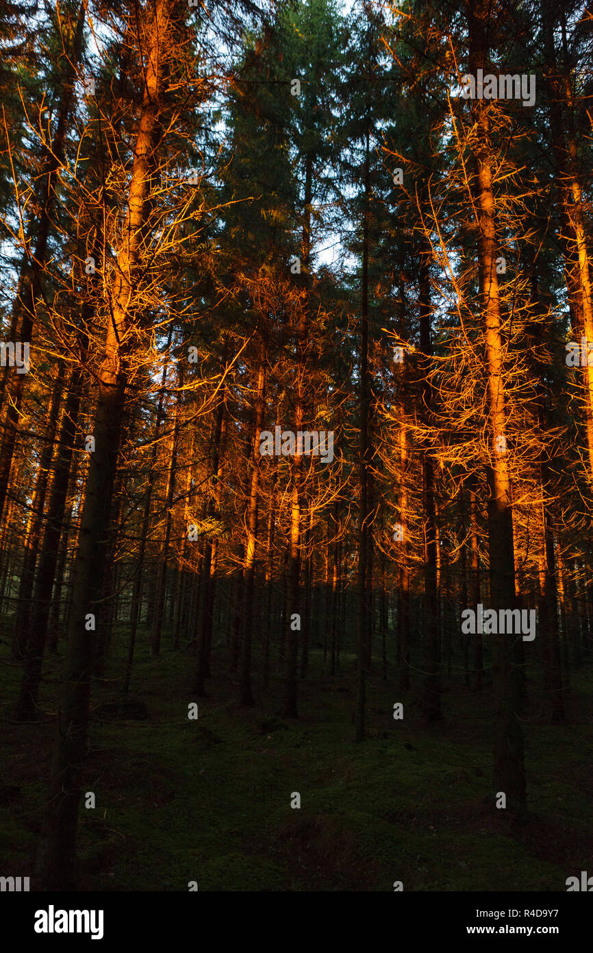 Coniferous forest sunset hi-res stock photography and images - Alamy