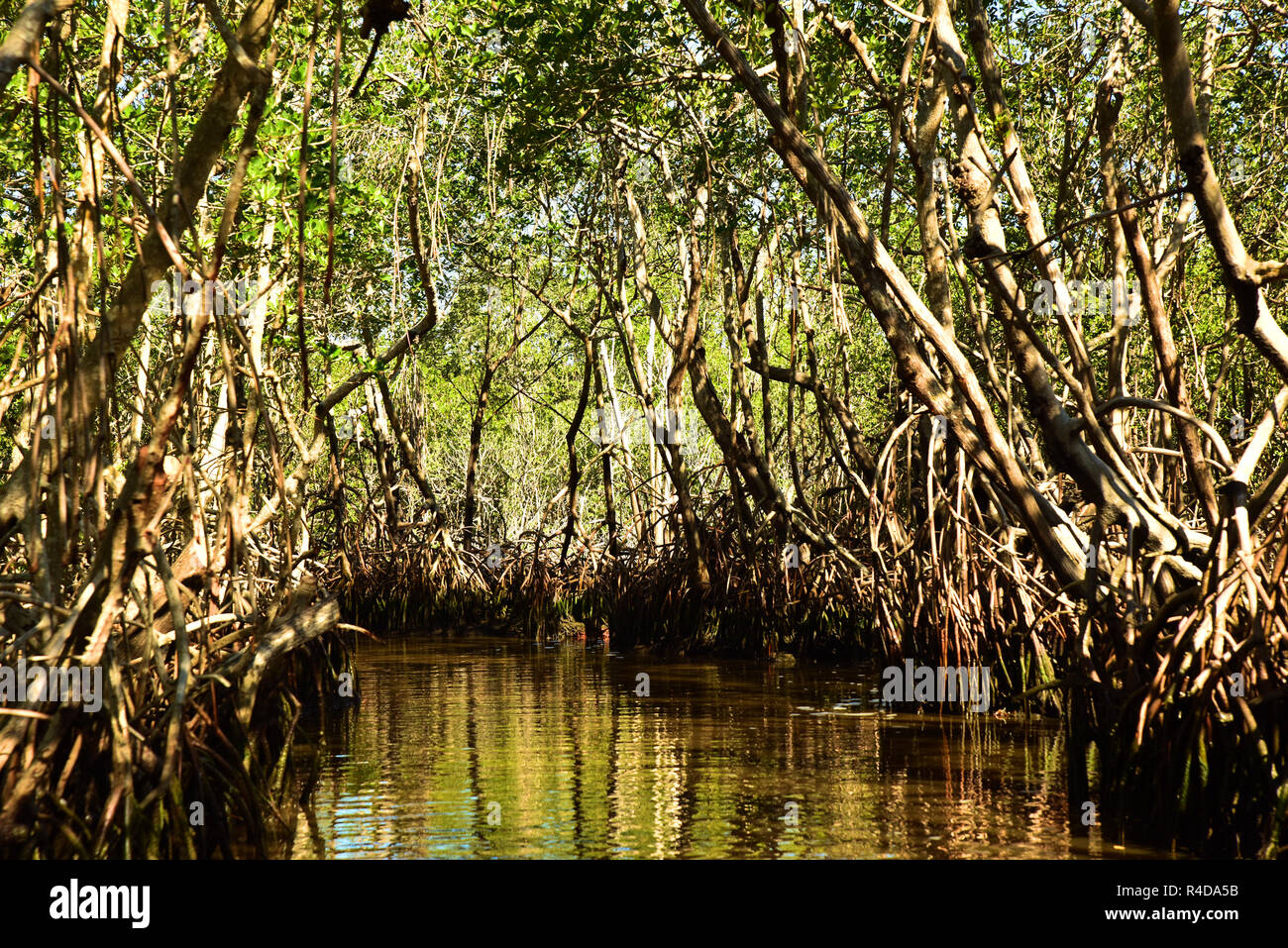 Everglades mangrove hi-res stock photography and images - Alamy