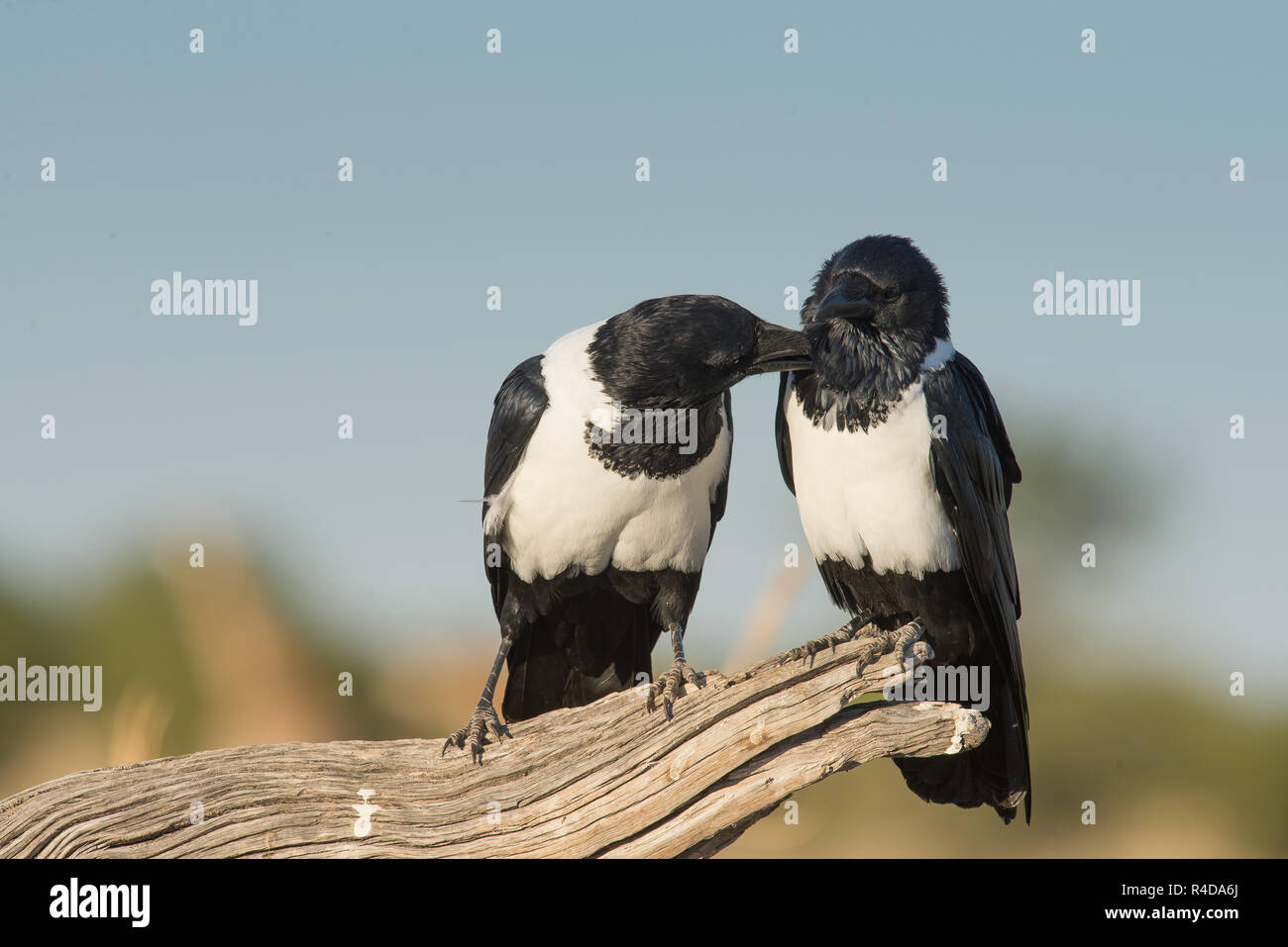 Two pied crows hi-res stock photography and images - Alamy