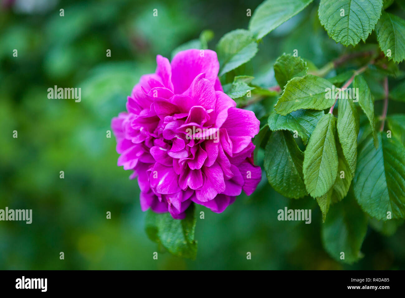 Purple rose blooming outdoors Stock Photo - Alamy