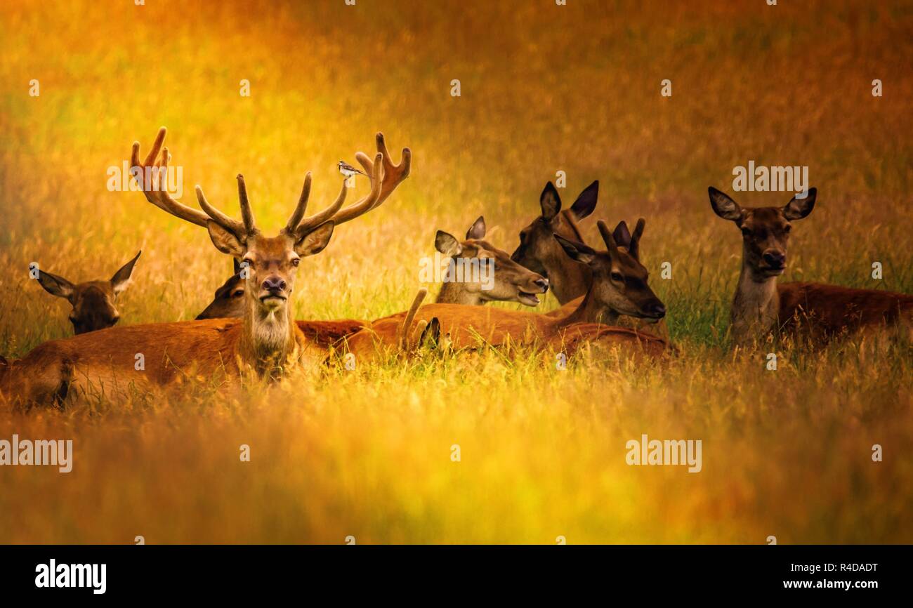 deer group in the evening light with bird on its antlers Stock Photo ...