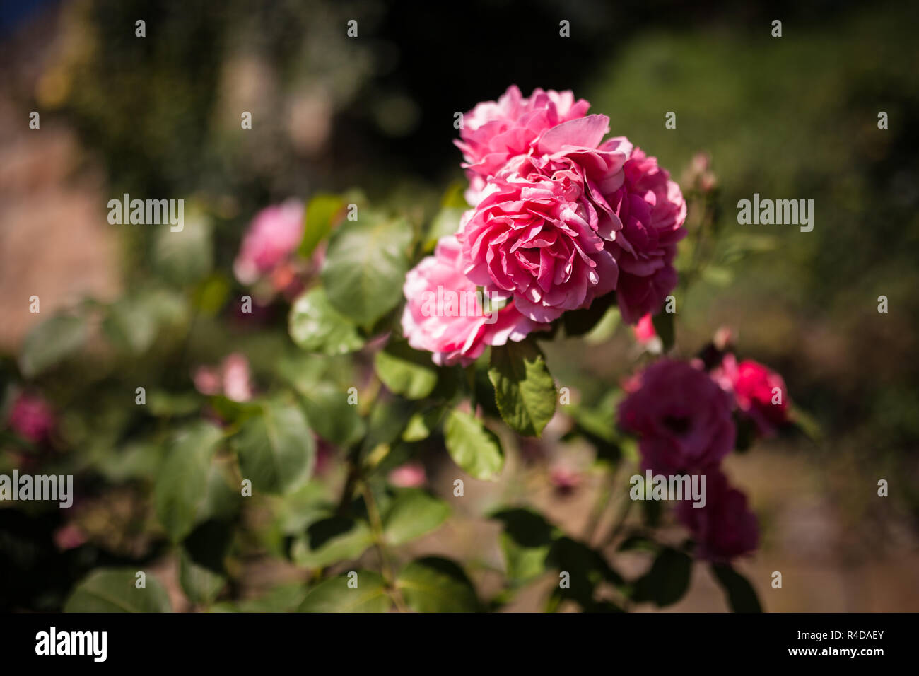 Pink rose blooming outdoors Stock Photo - Alamy