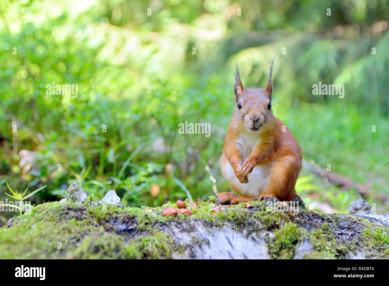 Cute squirrel looking at the camera Stock Photo - Alamy