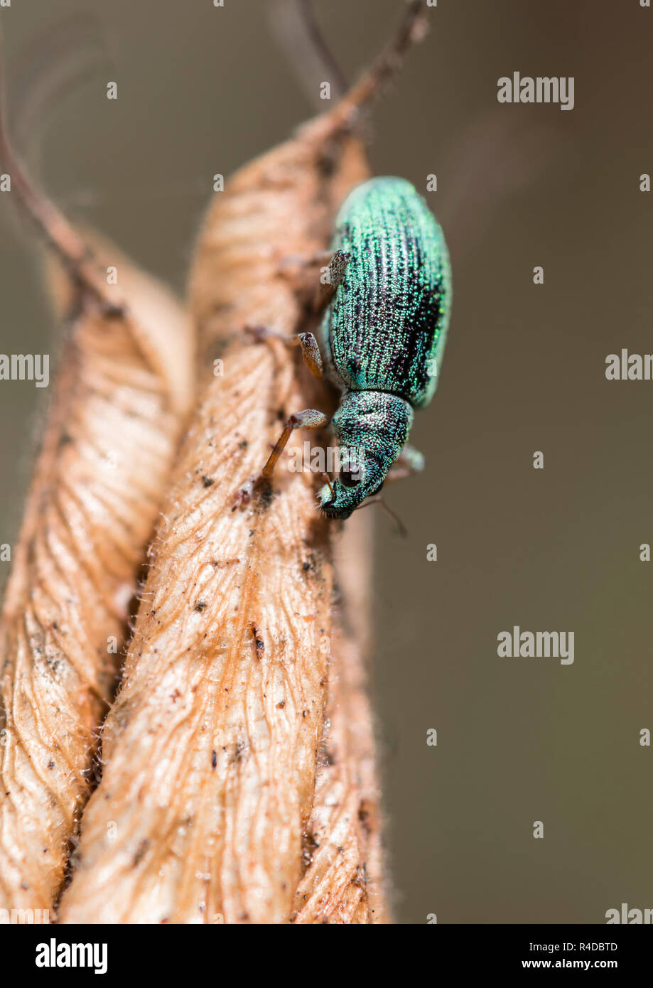 Polydrusus formosus hi-res stock photography and images - Alamy