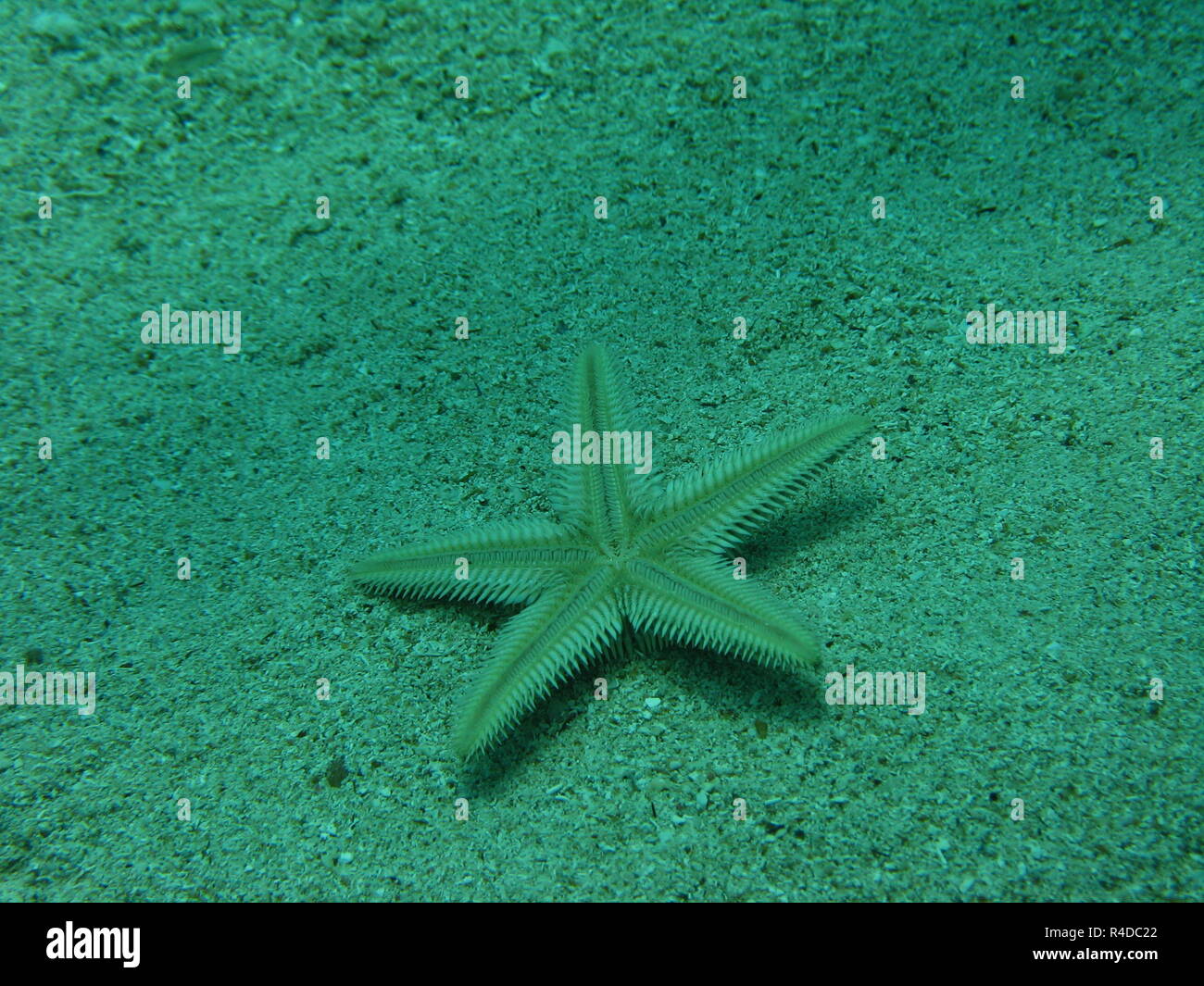 starfish on the seabed Stock Photo - Alamy
