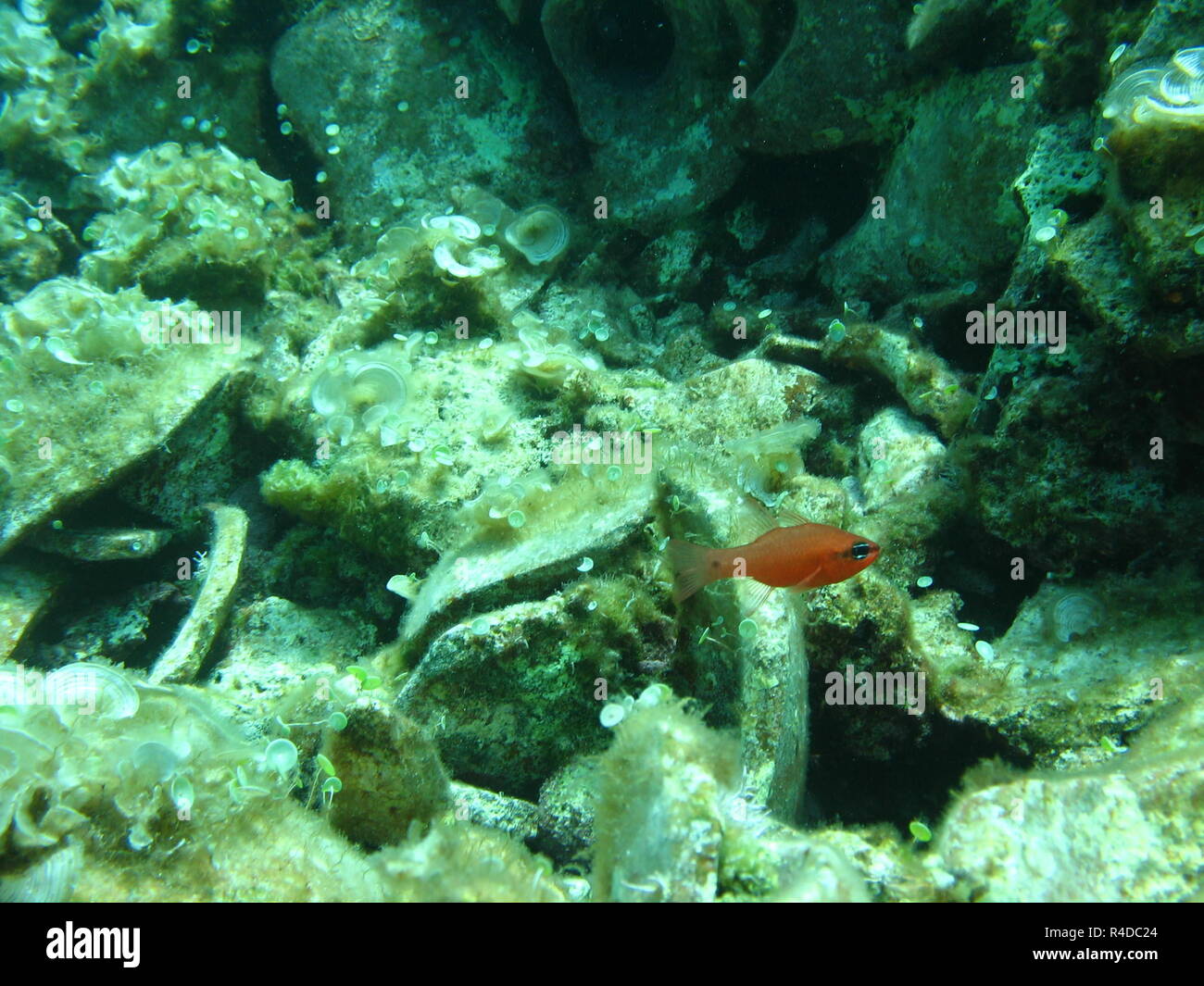 Light meter fish hi-res stock photography and images - Alamy