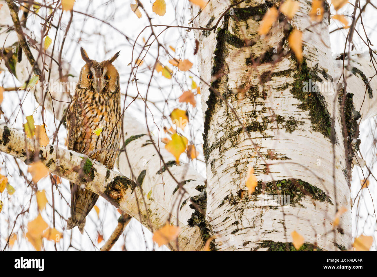 Long-eared owl sitting on a birch branch with colored leaves , wildlife ...