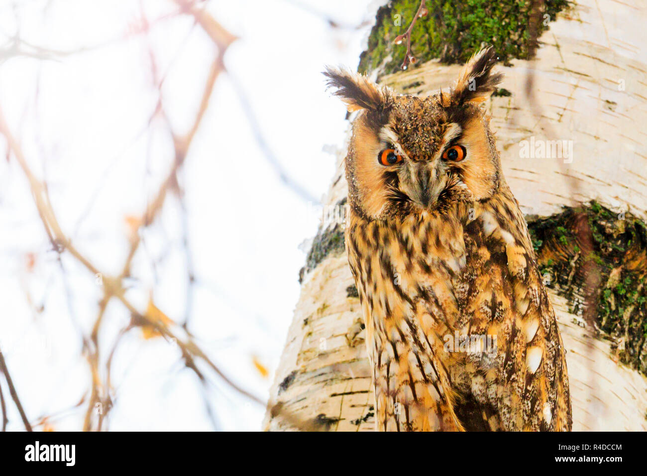 Rain wildlife hi-res stock photography and images - Alamy