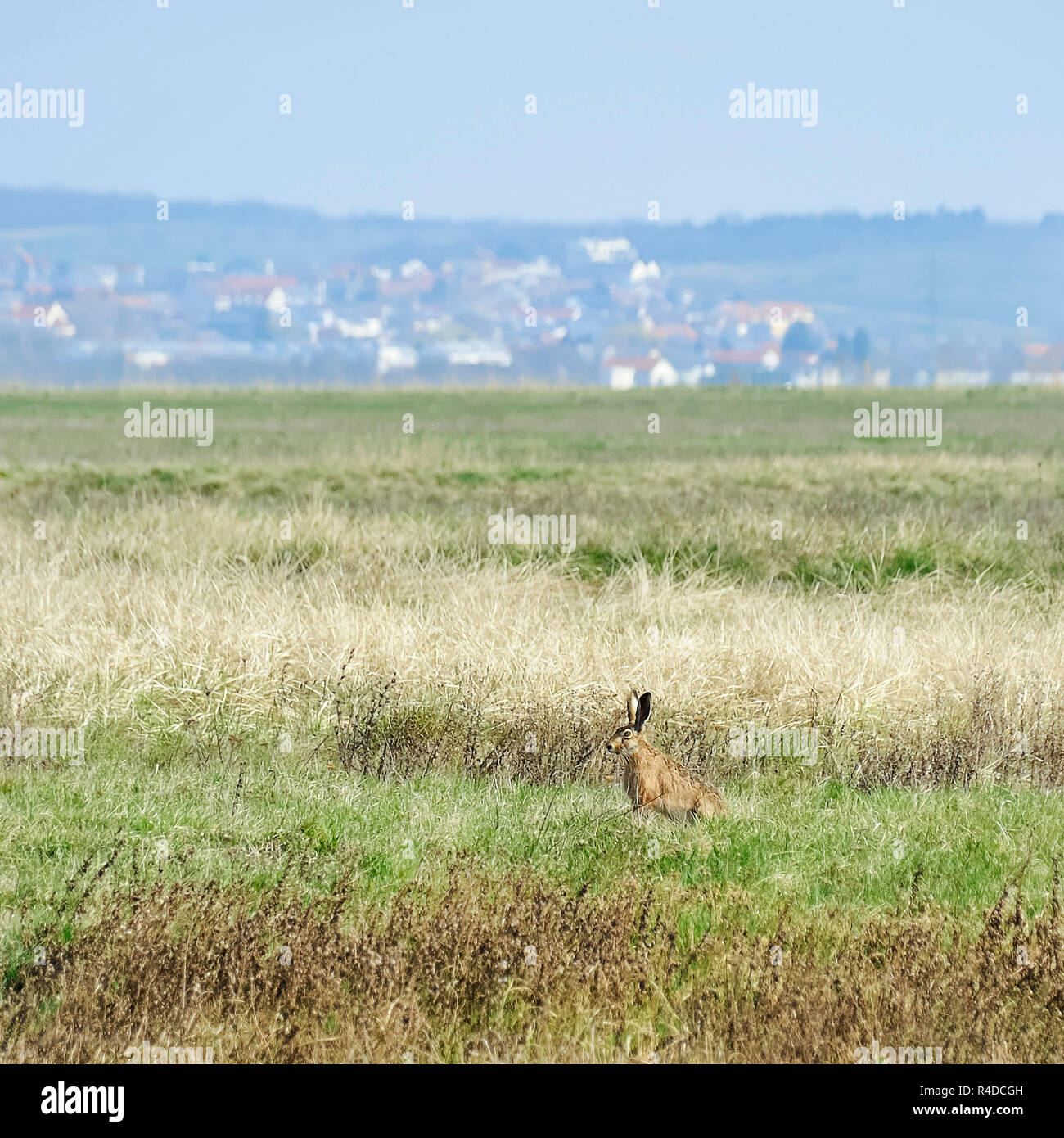 hare is sitting in the meadow Stock Photo - Alamy