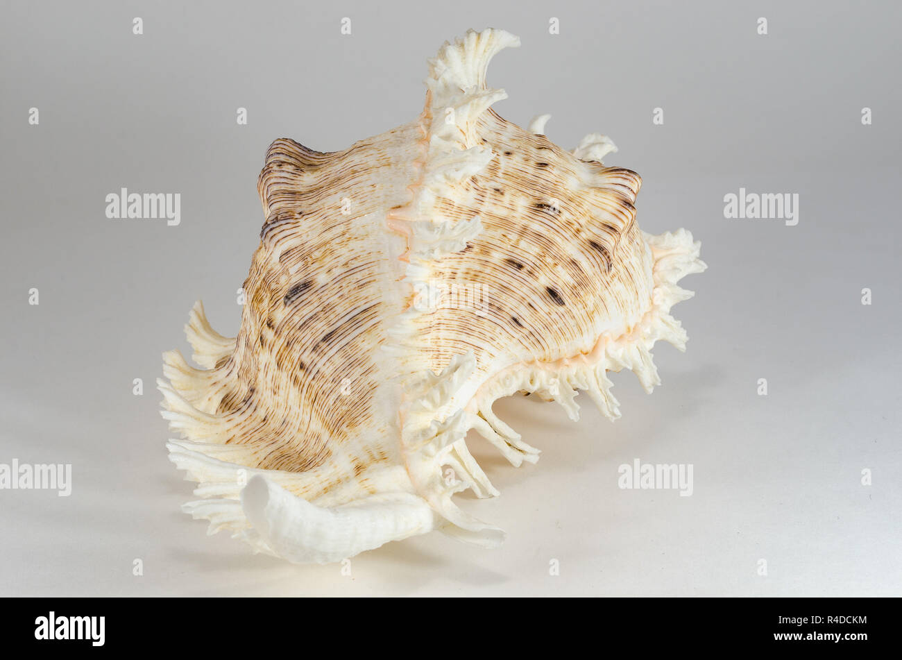 Sea shell from the ocean floor Stock Photo - Alamy