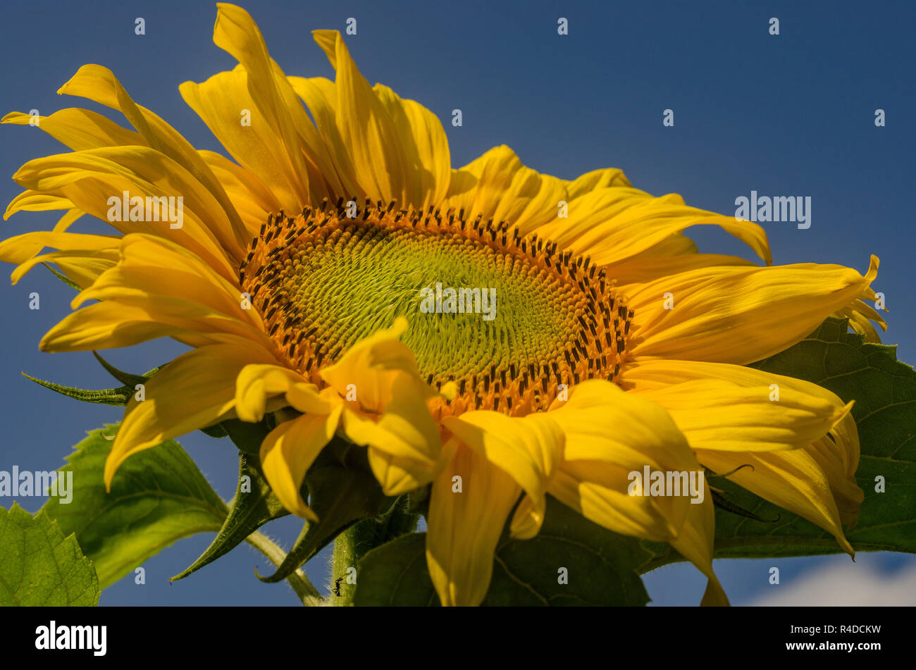 Celestial blooms hi-res stock photography and images - Alamy